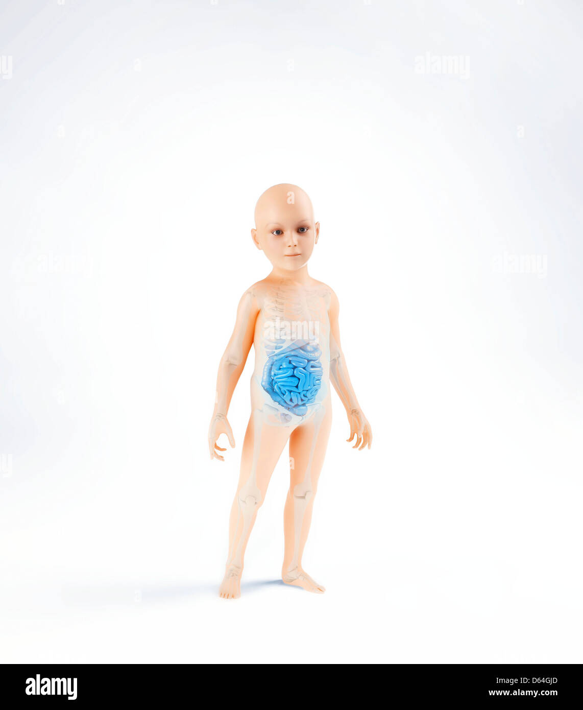 Child anatomy hi-res stock photography and images - Alamy