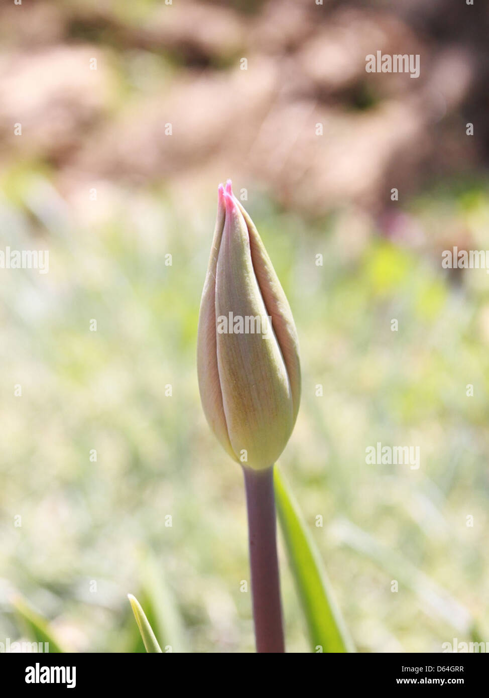 Tulips Budding-and-Flowering Spring 74770 Stock Photo - Alamy