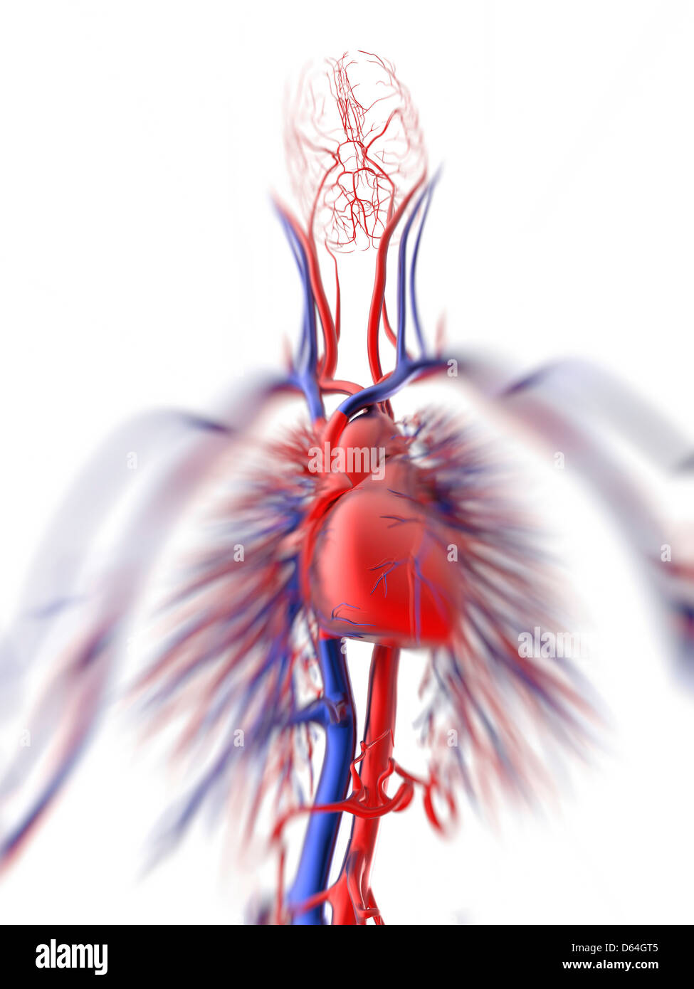 Cardiovascular system, artwork Stock Photo - Alamy