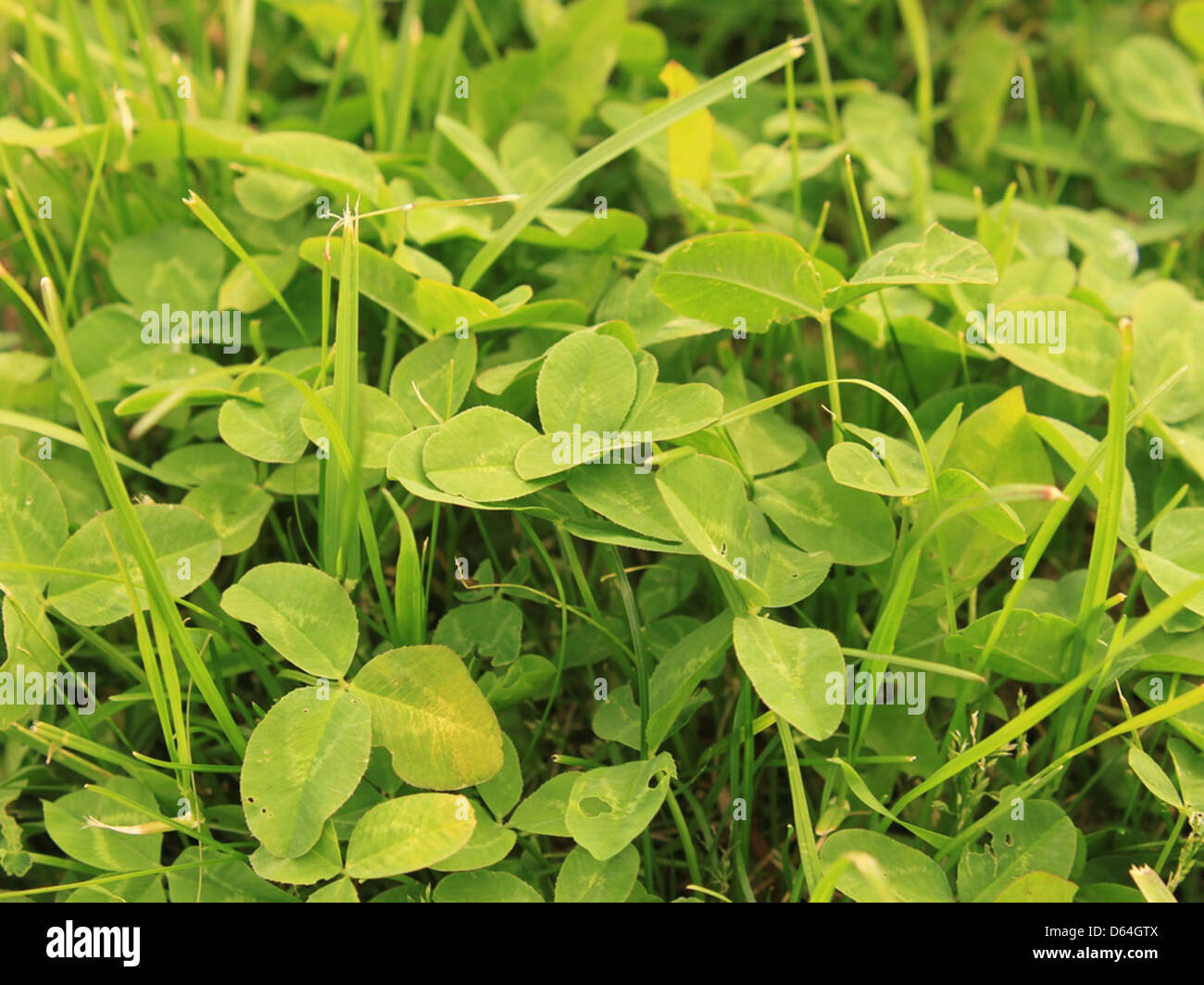 Leaves three lobed hi-res stock photography and images - Alamy