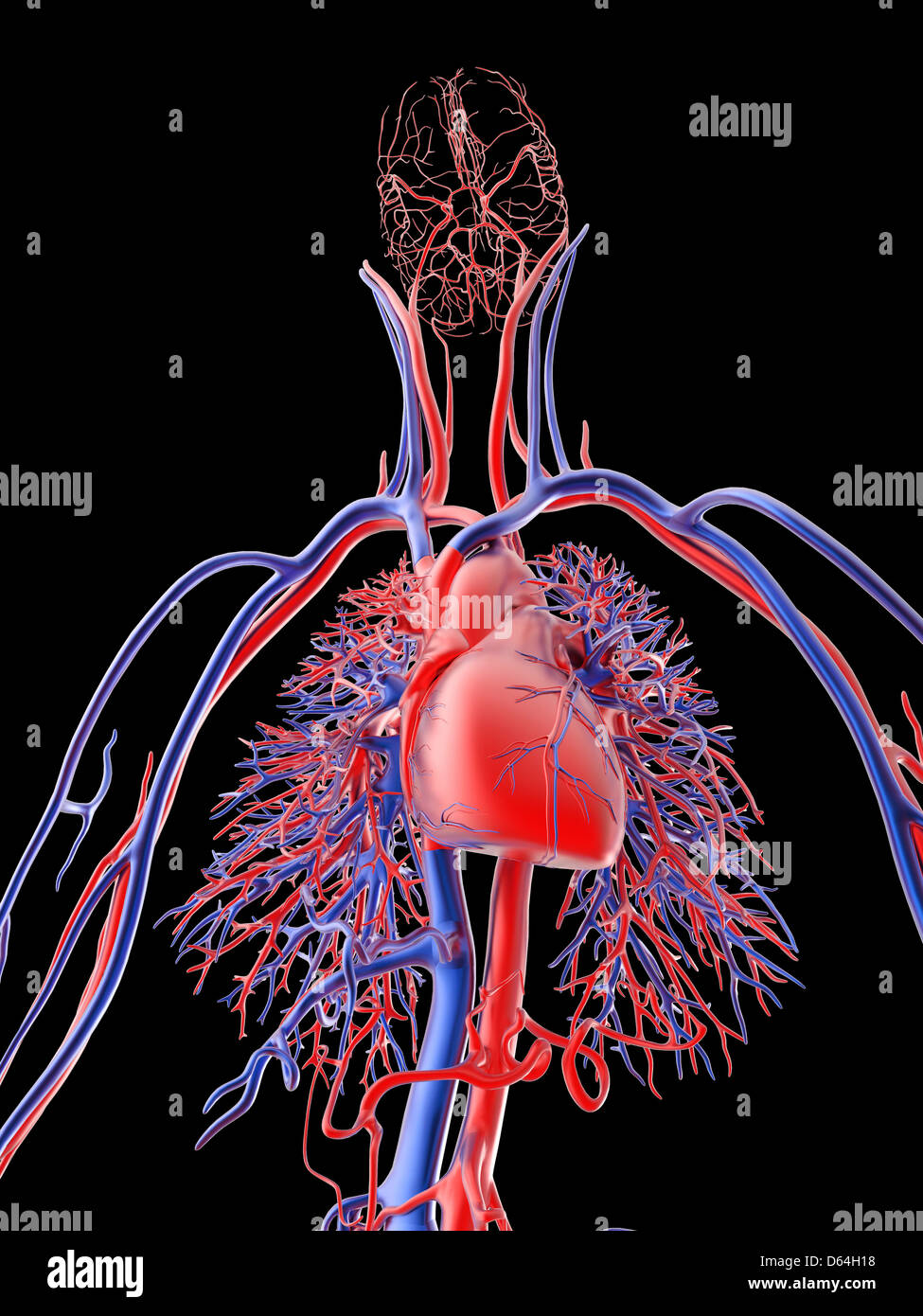 Cardiovascular system, artwork Stock Photo - Alamy