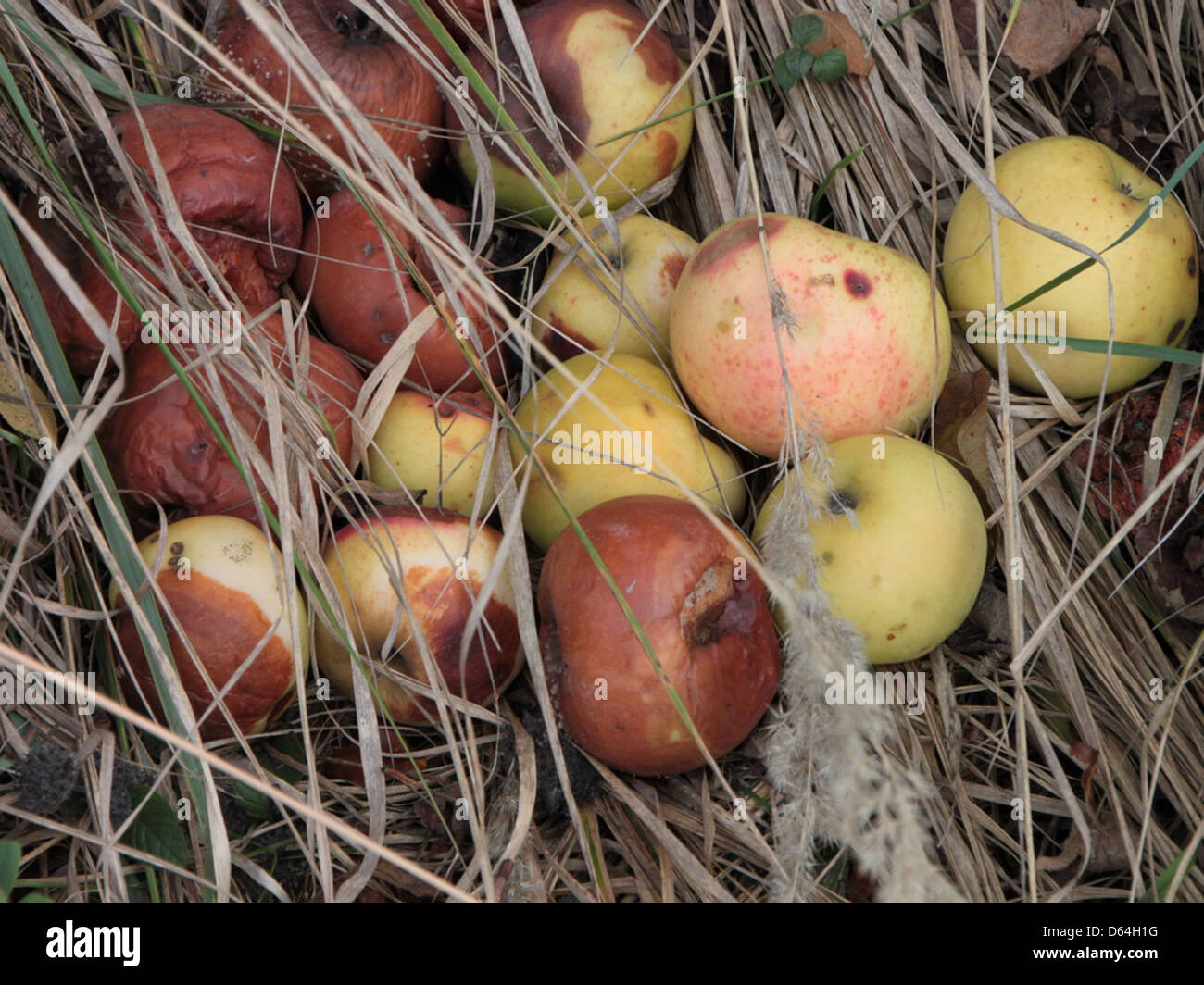 Fallen apples rest on the grass, with some showing signs of rotting ...