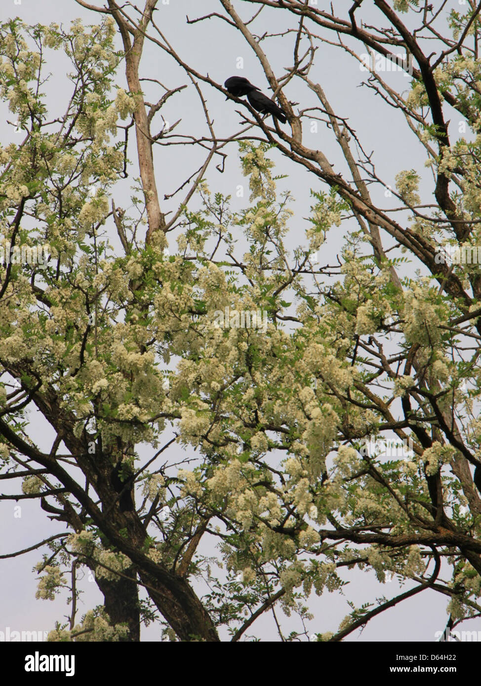 A striking image of black crows perched on acacia trees, which are in ...