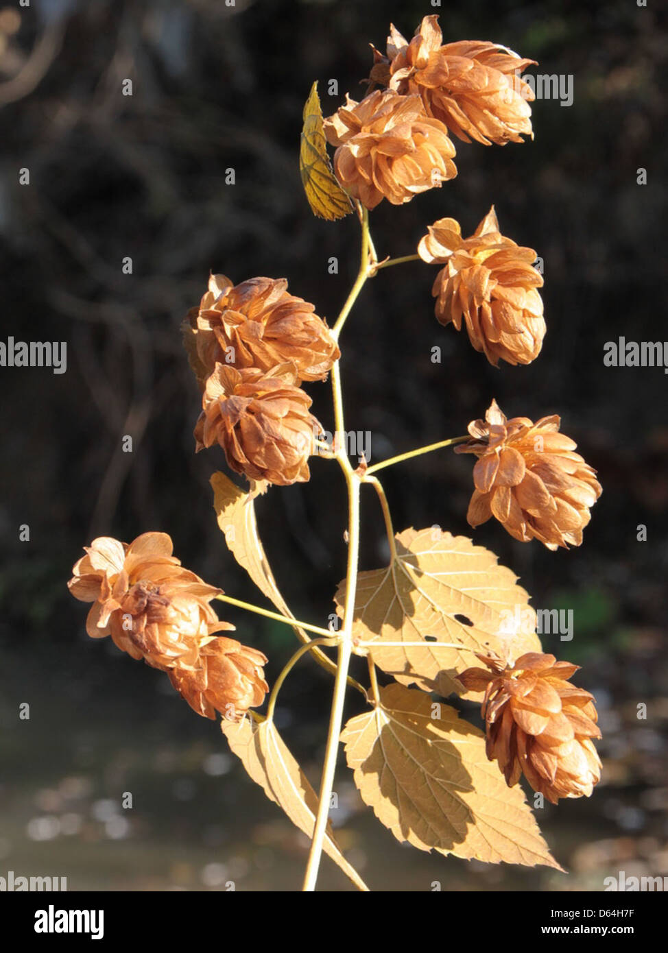 Hops flowers are shown in full bloom. These flowers are a key ...