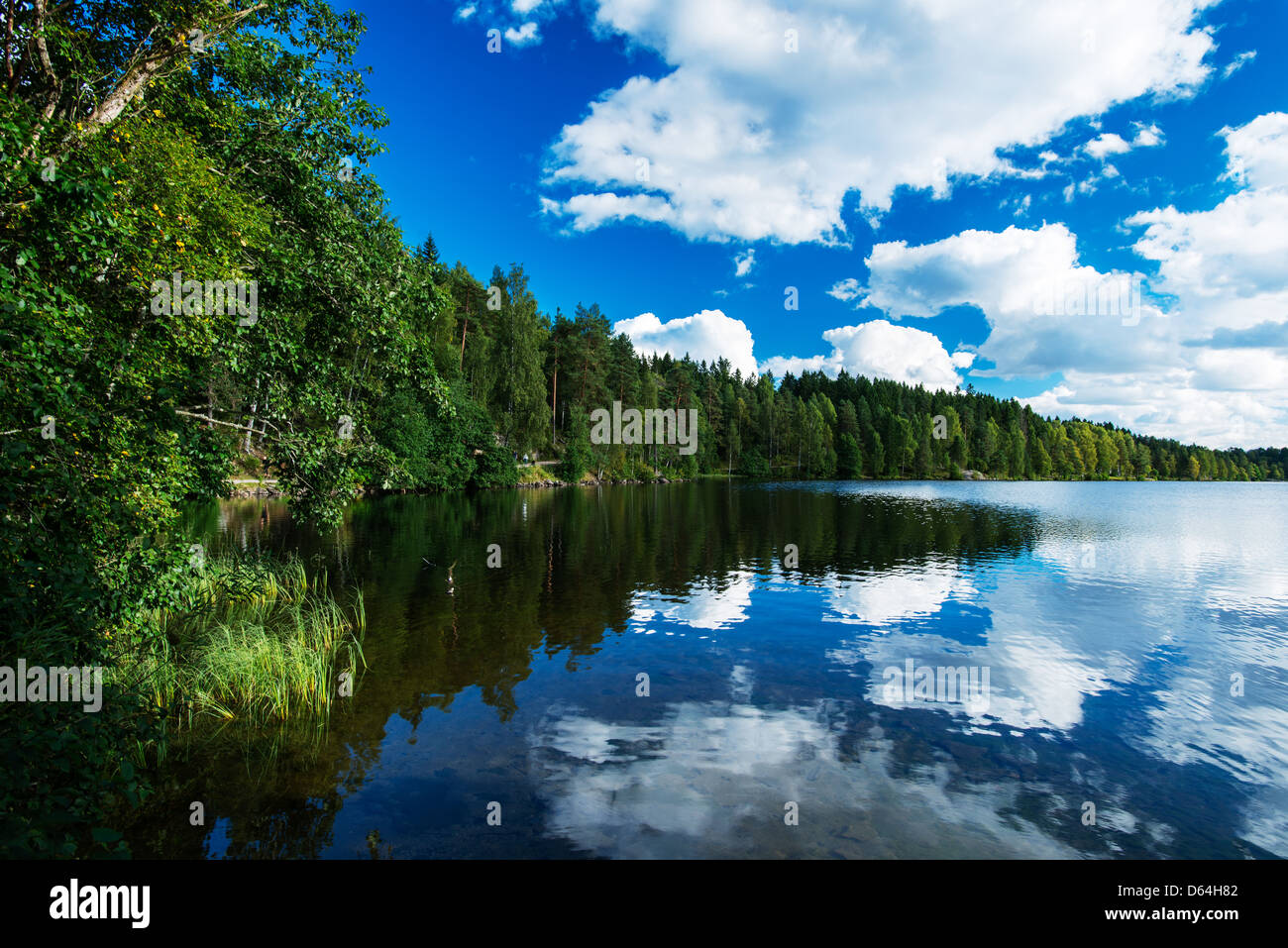 Northern lake in a forest Stock Photo - Alamy