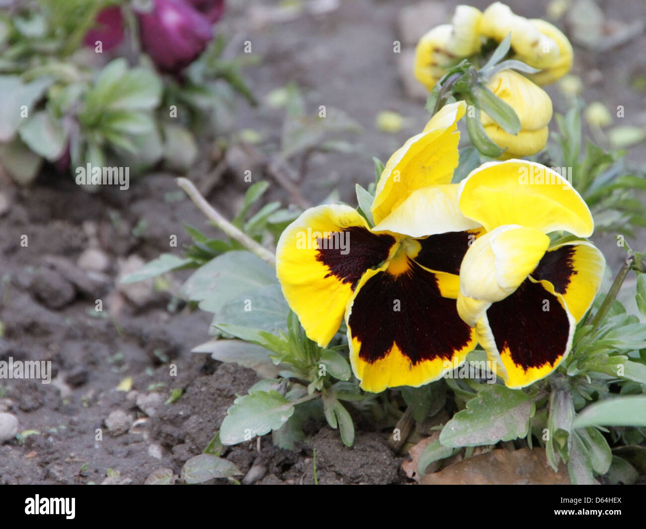 A close-up image of colorful pansy flowers in full bloom. The flowers ...