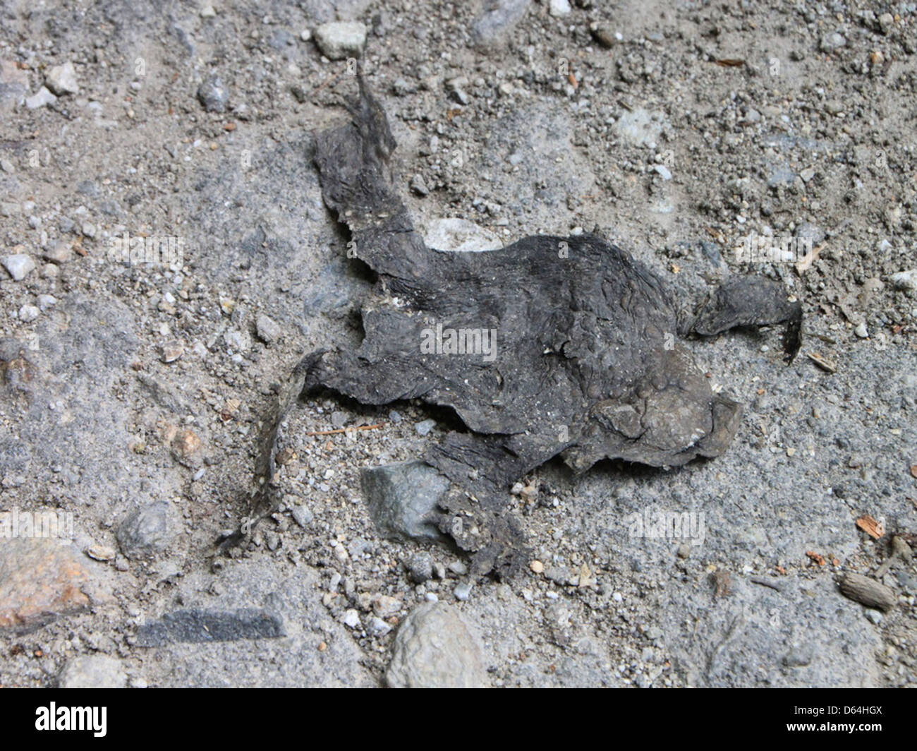 Dead frog hi-res stock photography and images - Alamy
