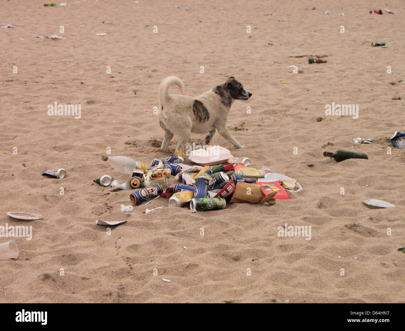 Searching food in garbage hi-res stock photography and images - Alamy