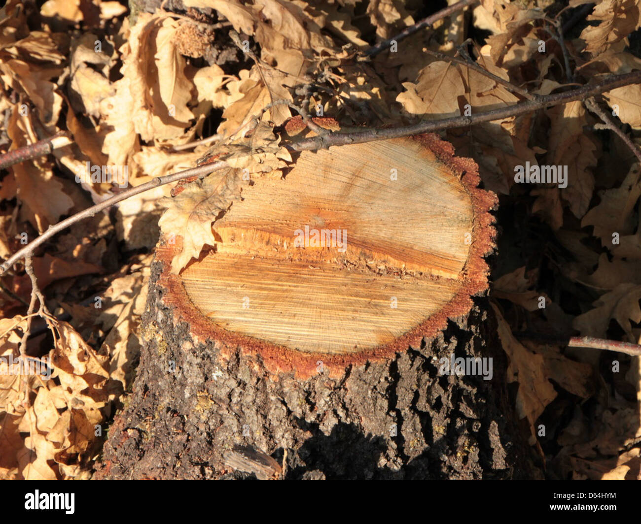 This image captures a freshly cut tree stump in a forest environment ...