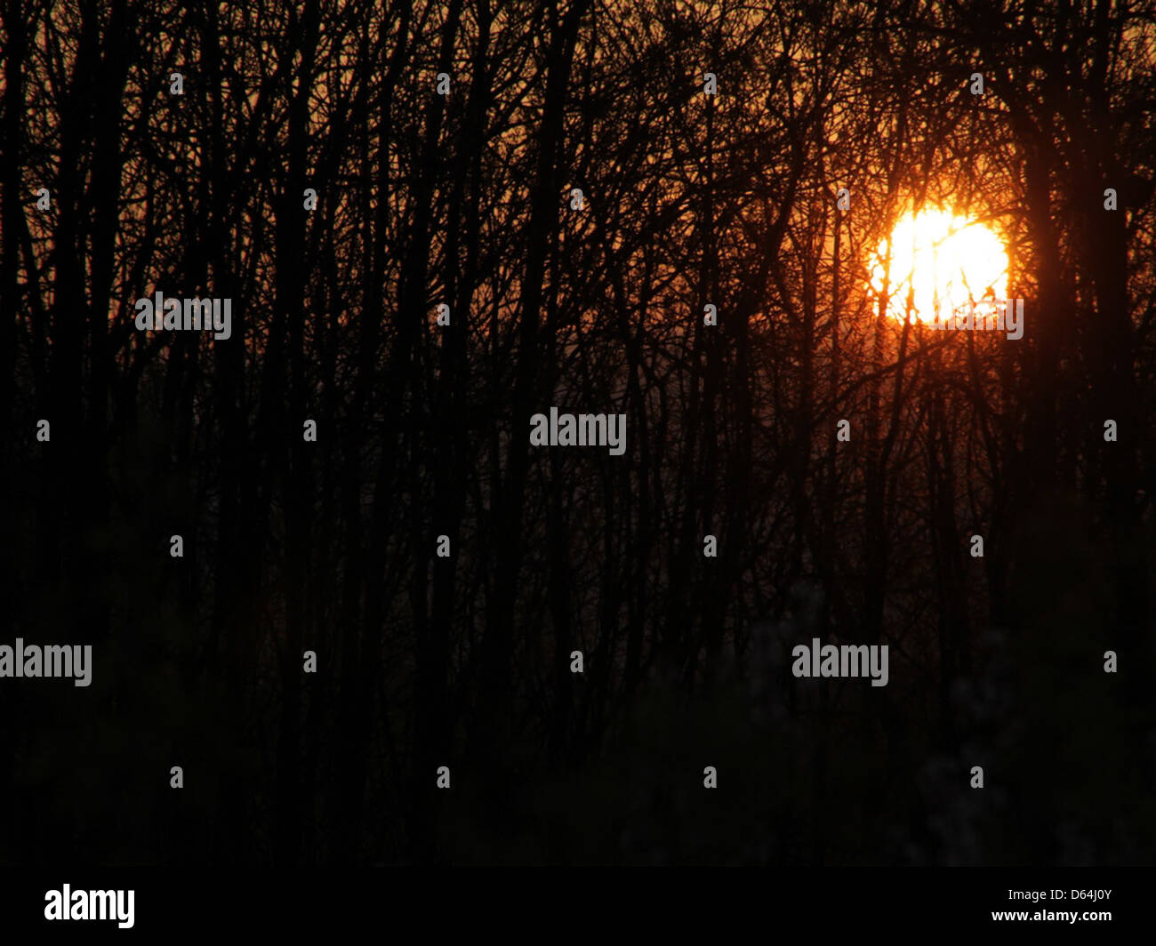 Sunset-Through-Branches-Trees 42974 Stock Photo - Alamy