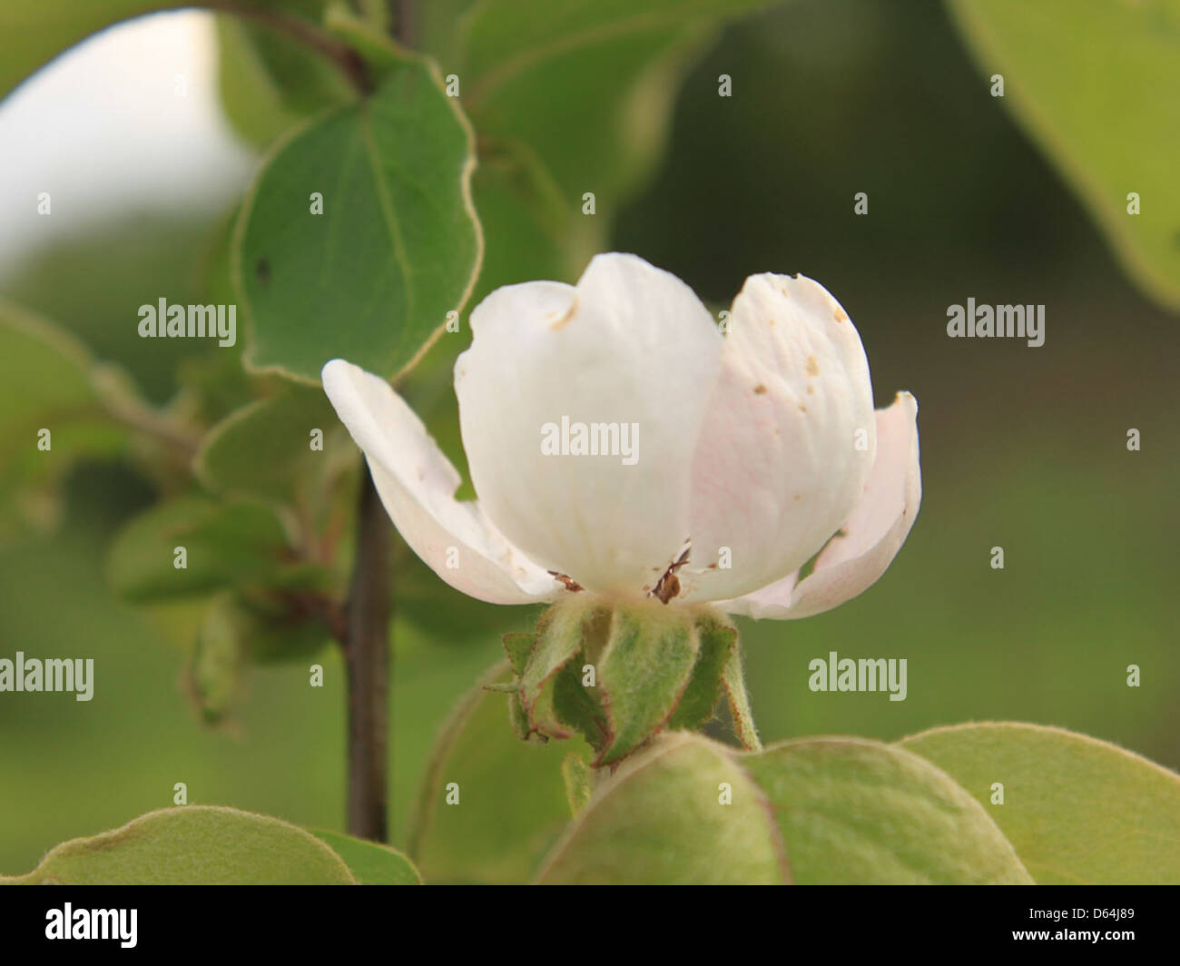 A vibrant image of a quince tree in bloom, showcasing its colorful ...