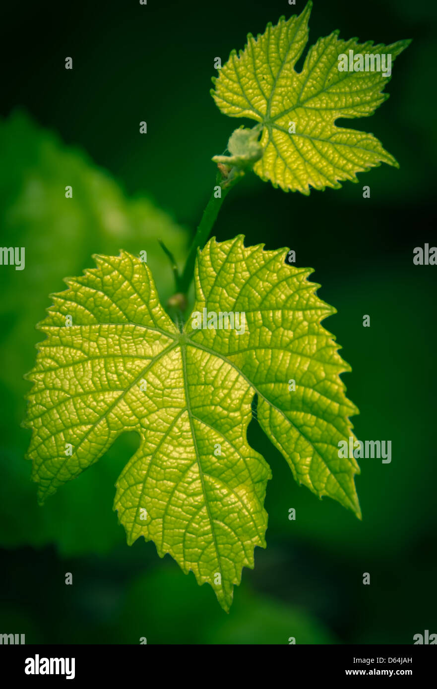 Beautiful backlit grape leaf hi-res stock photography and images - Alamy
