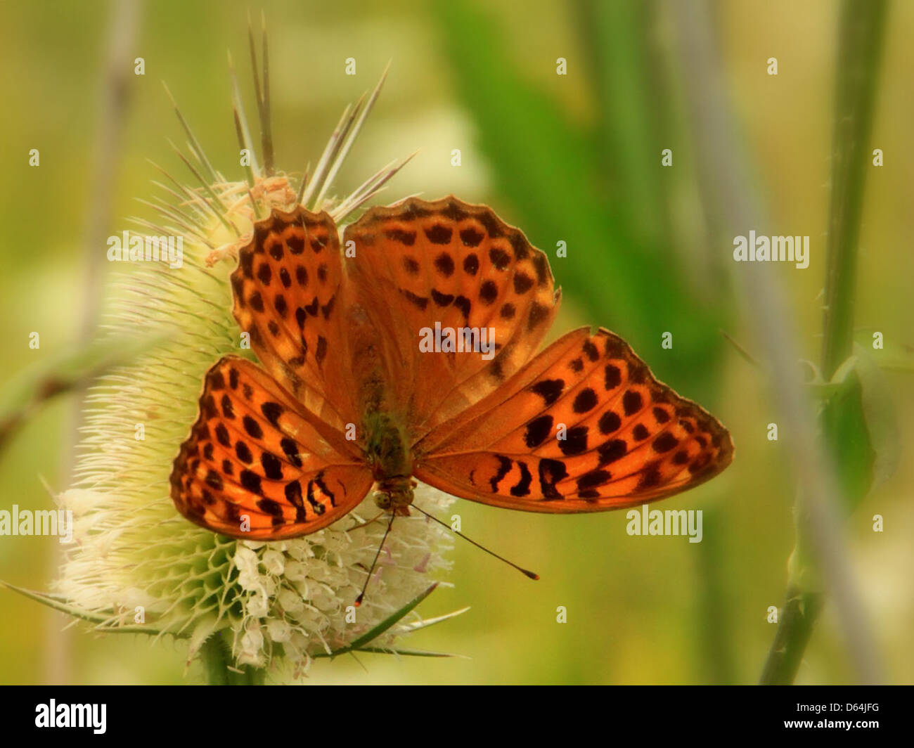 Butterfly in woodlands hi-res stock photography and images - Alamy