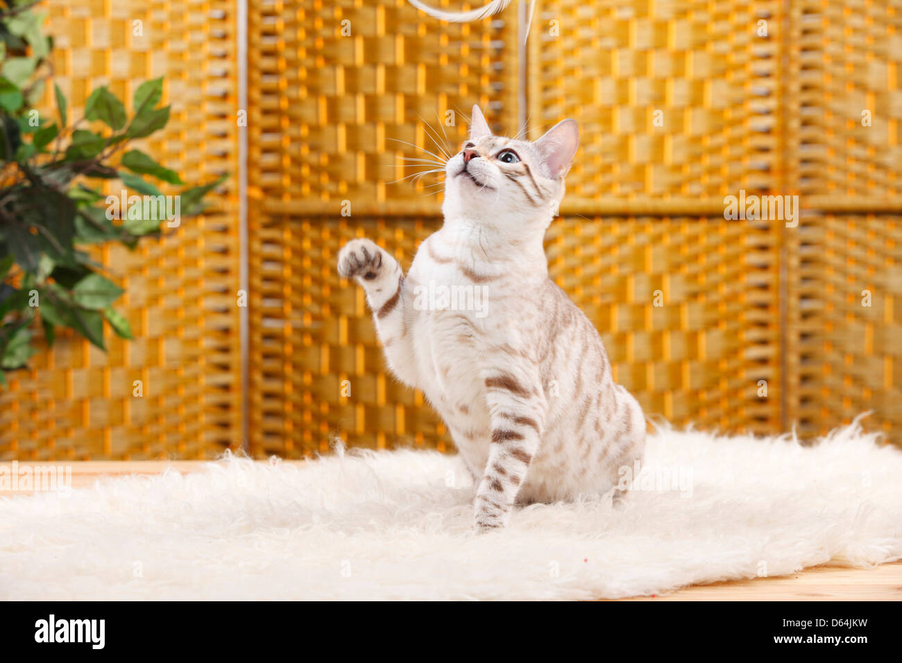 Bengal Cat / Snow Bengal |Bengalkatze / Snow Bengal Stock Photo - Alamy