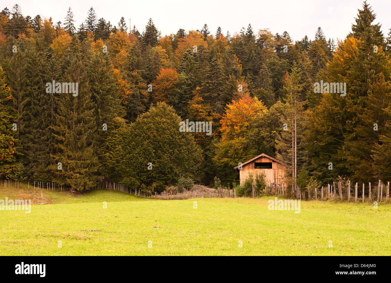 Alps forest autumn hi-res stock photography and images - Alamy