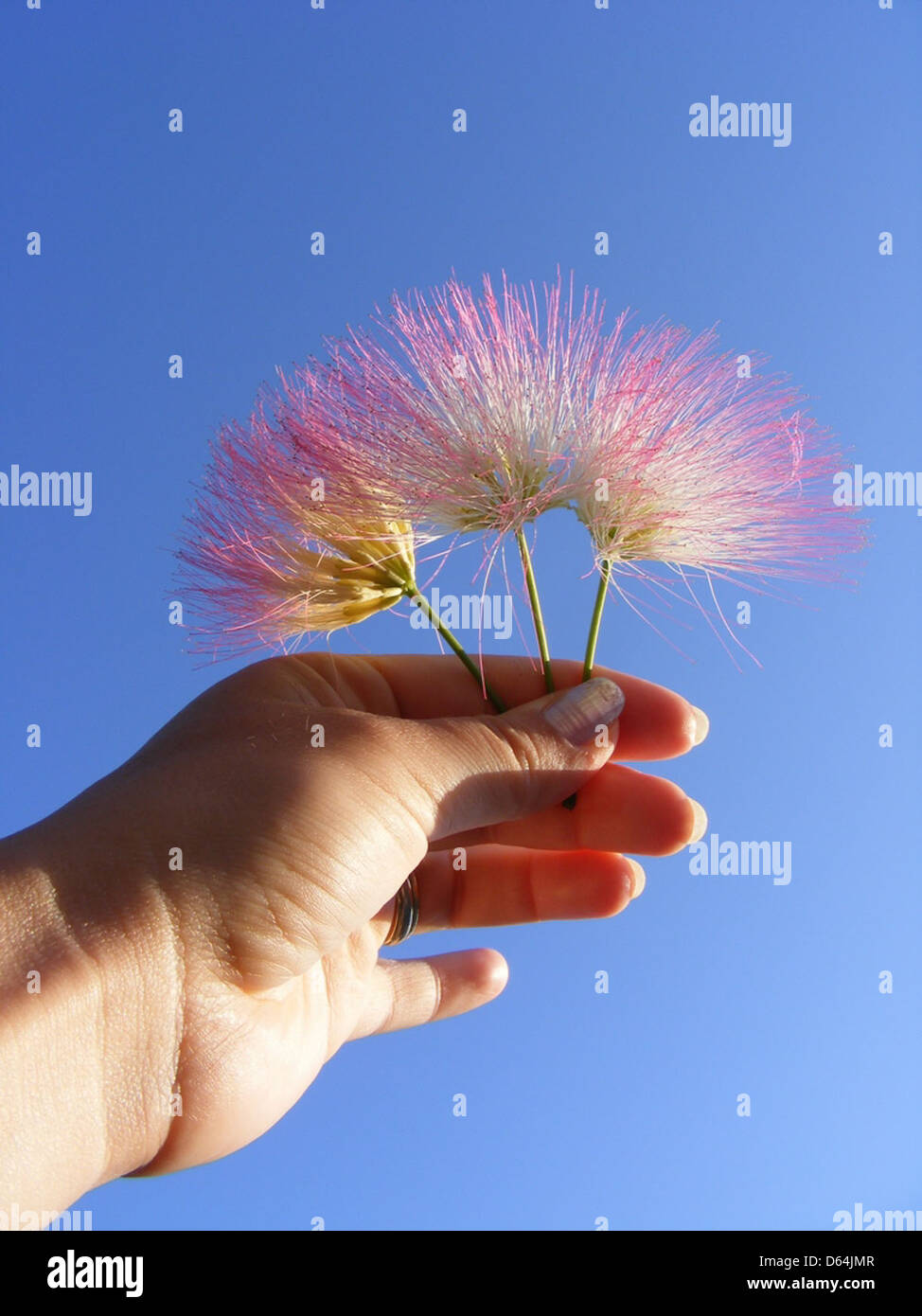 Fluffy pink flower clusters hi-res stock photography and images - Alamy