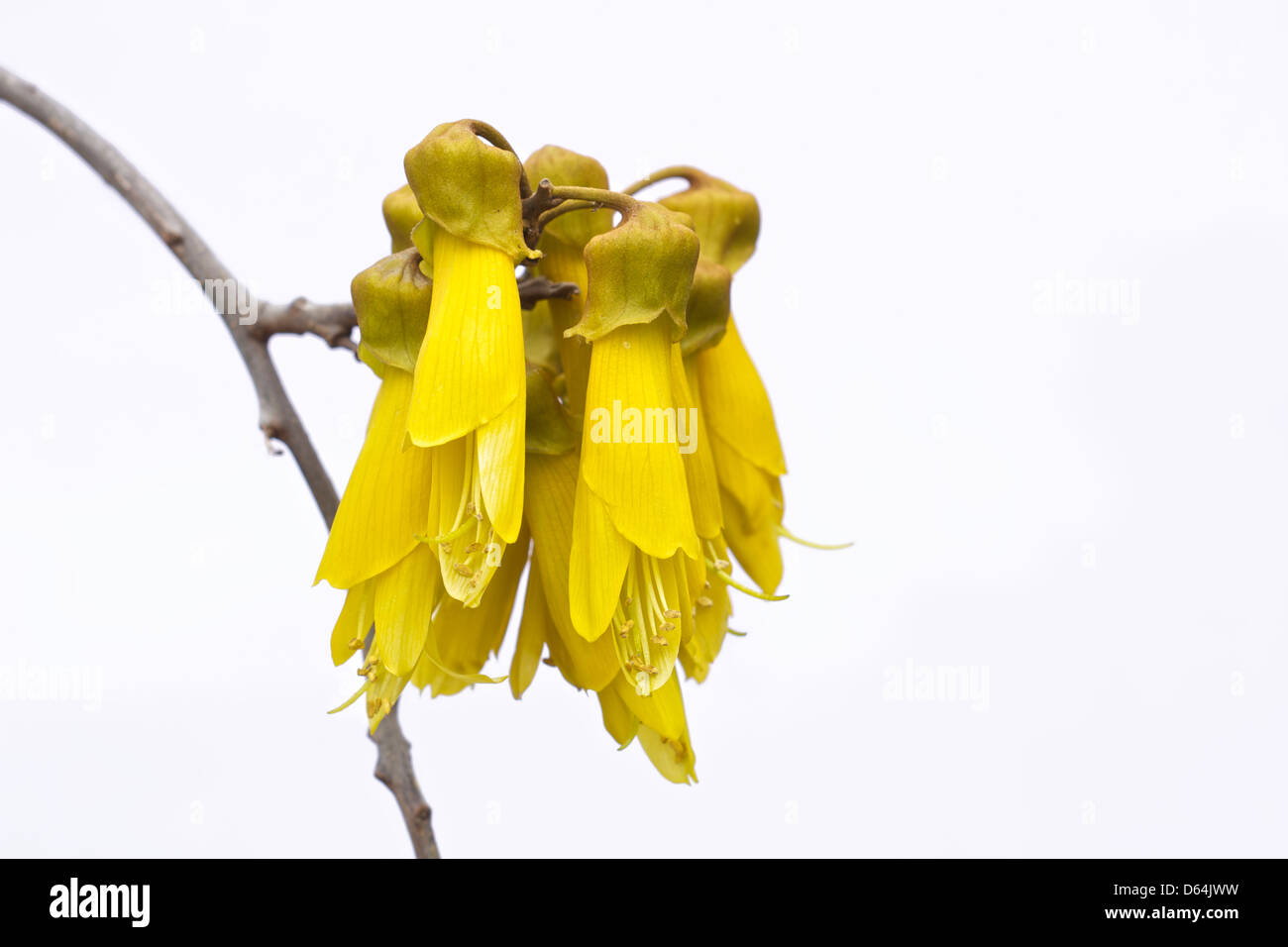 Kowhai kowhai Cut Out Stock Images & Pictures - Alamy