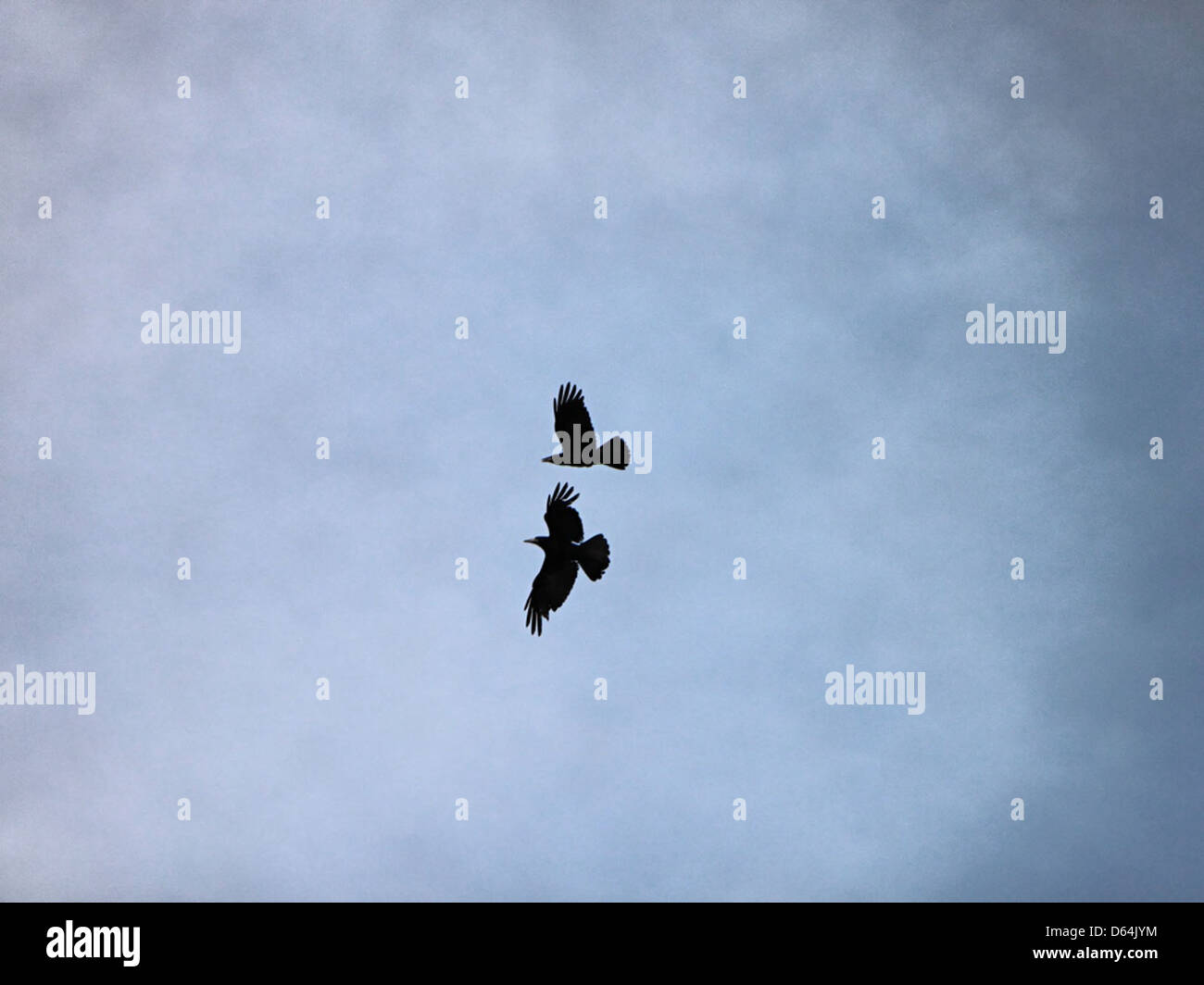 This photograph depicts crows flying in the sky. The birds are captured ...