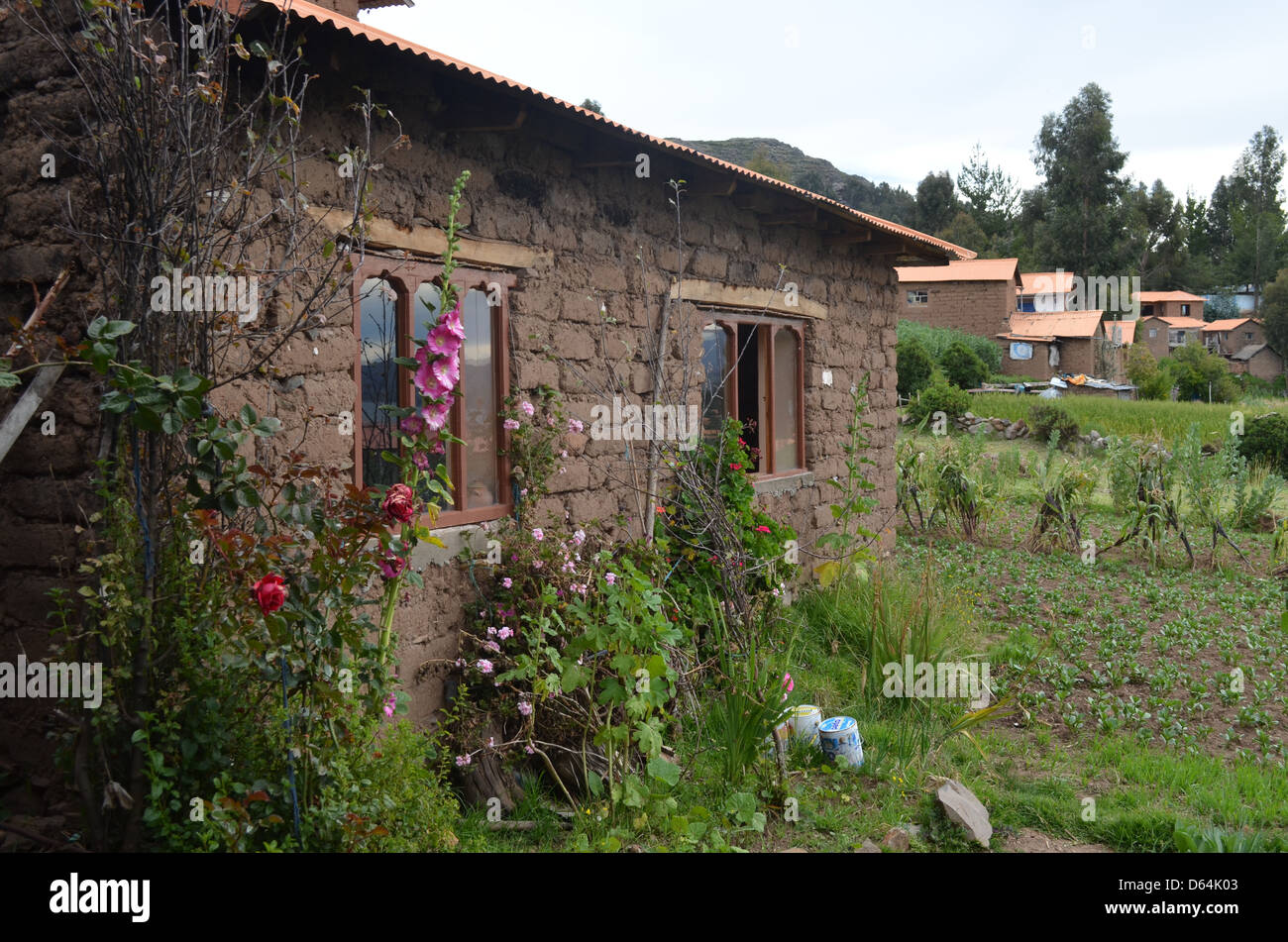 Quinoa growing on the islands of Lake Titicaca, Peru Stock Photo - Alamy