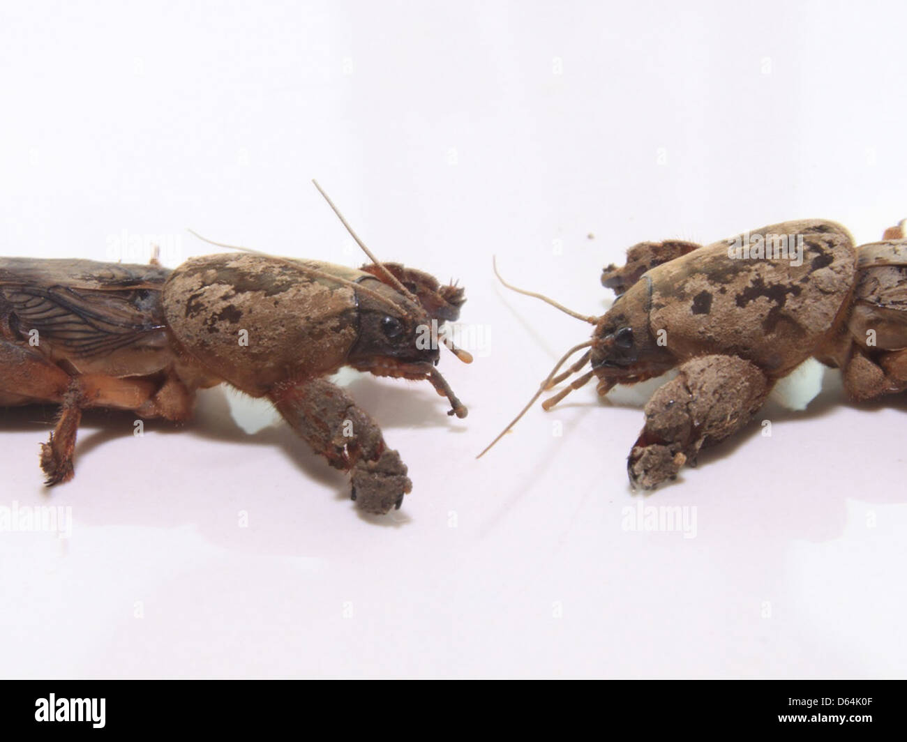 Mole cricket damage hi-res stock photography and images - Alamy