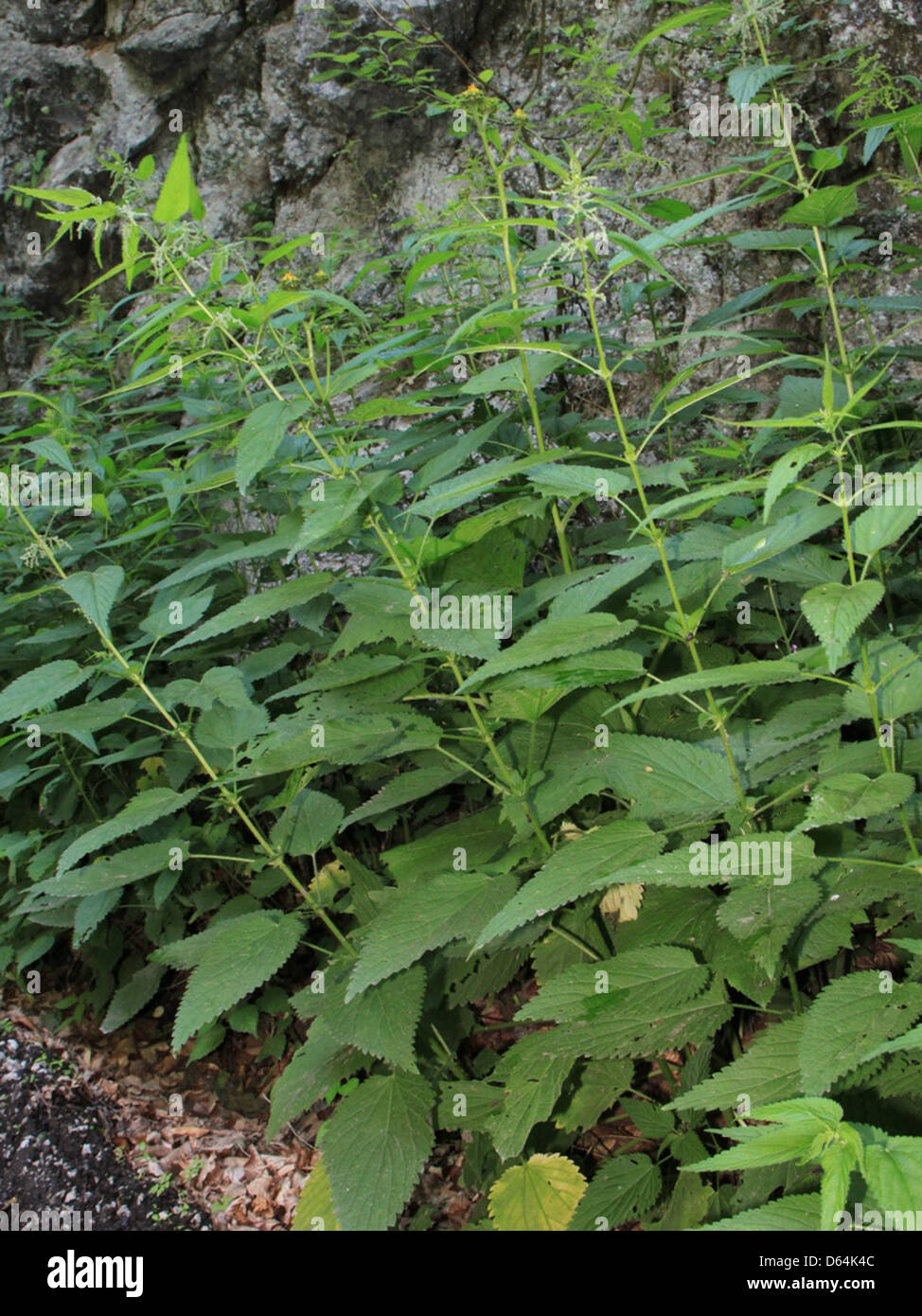 Field of nettles hi-res stock photography and images - Alamy