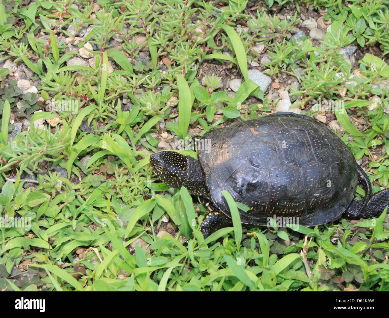 This image features a black turtle in a natural environment, displaying ...
