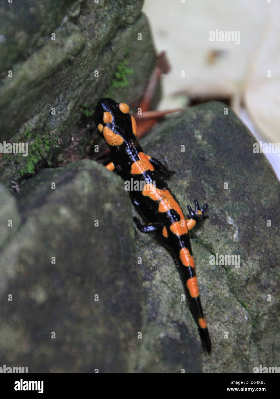 Amphibian species identification hi-res stock photography and images ...