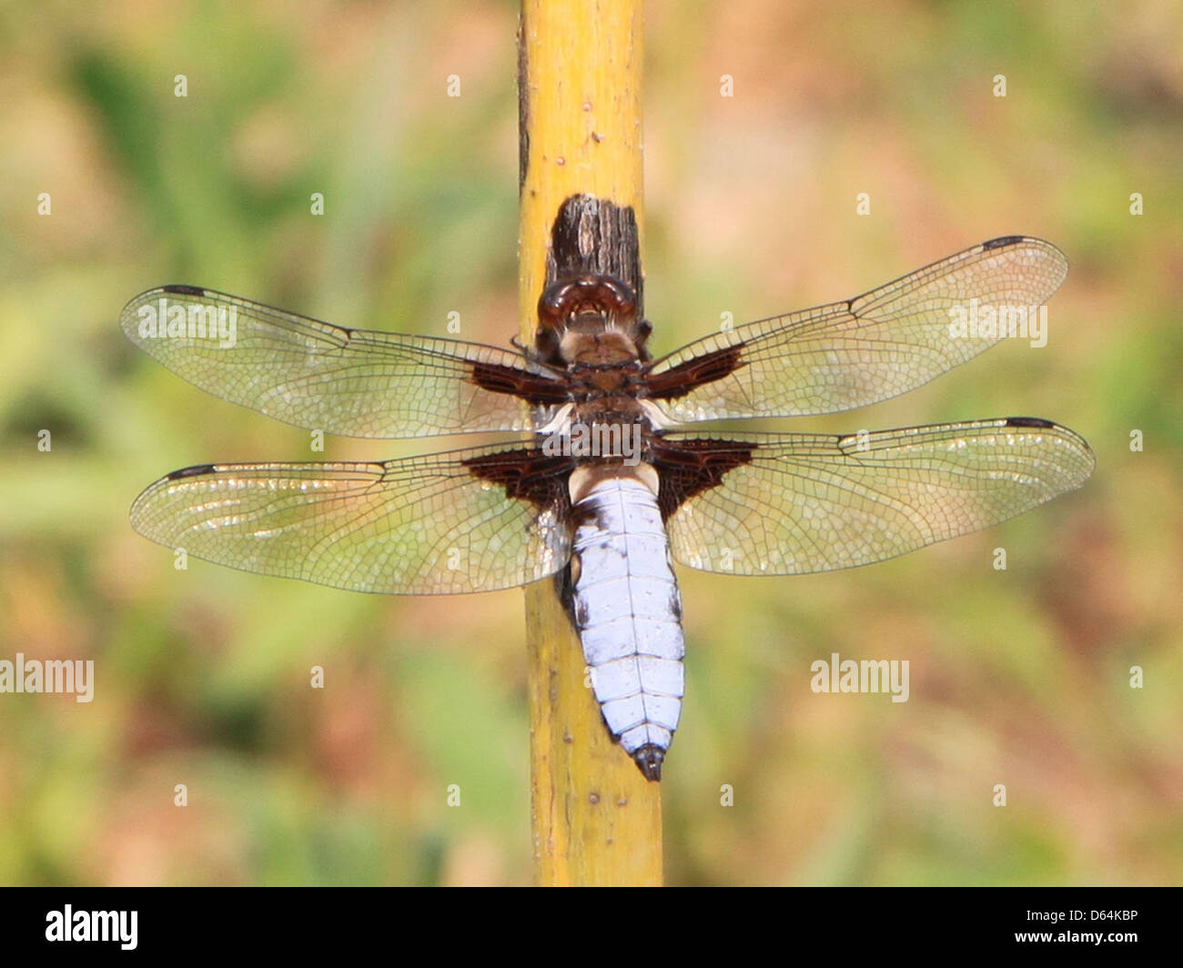 Large dragonfly species hi-res stock photography and images - Alamy