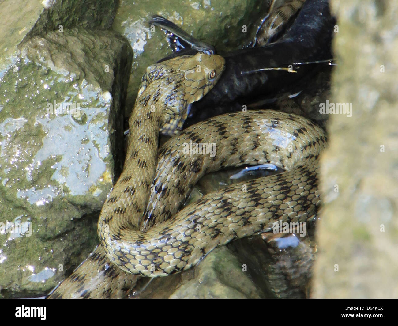 This image features a snake consuming a fish, showcasing the predatory ...
