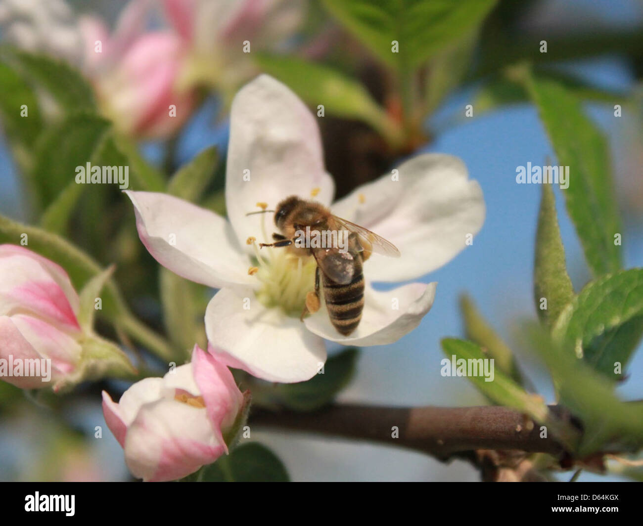 A bee collects pollen from an apple blossom during spring. This image ...