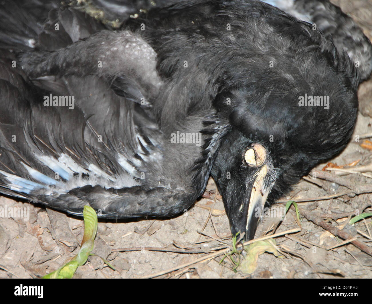 A dead black crow lying on the ground, captured in a simple, stark ...