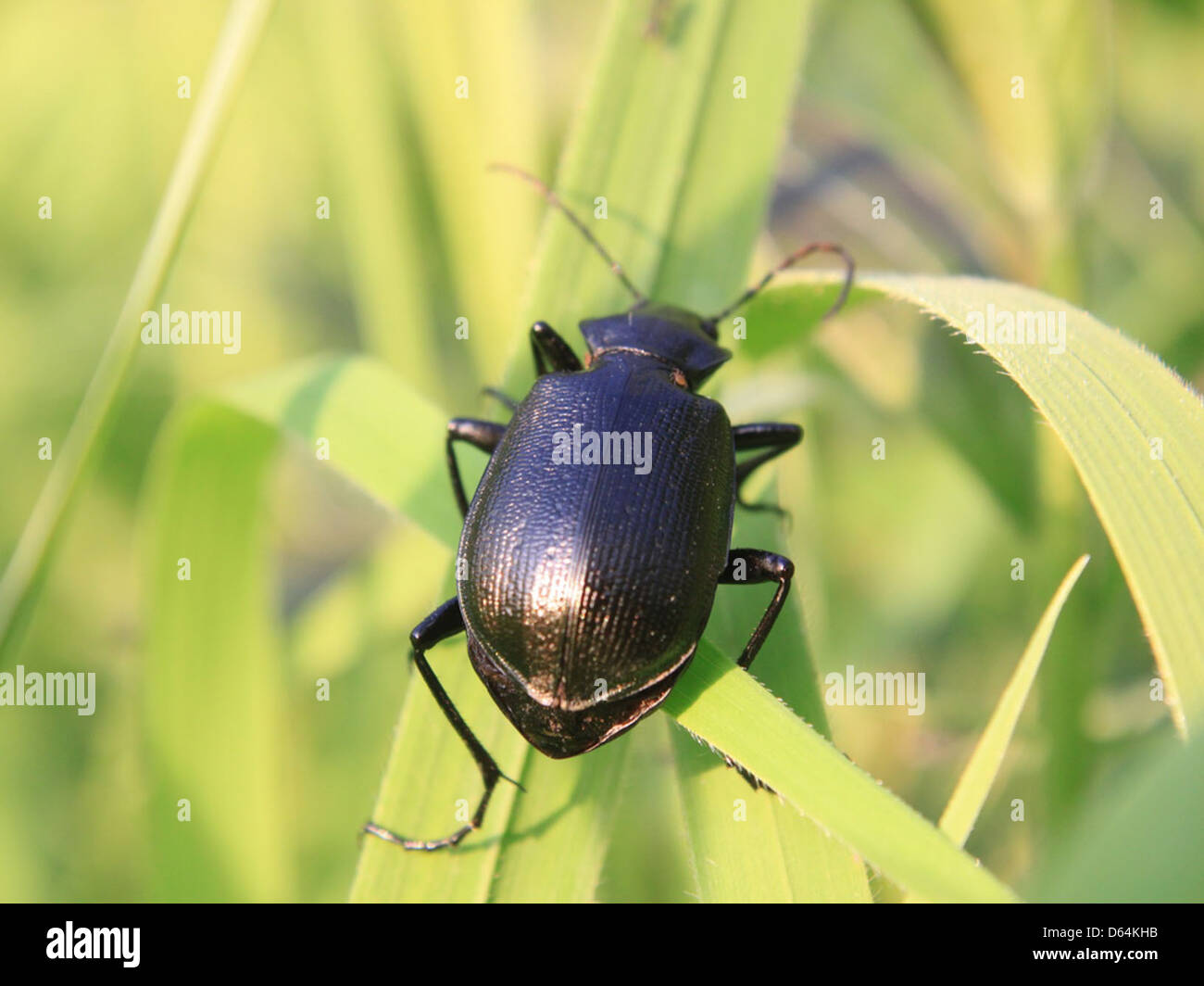 Public domain insects hi-res stock photography and images - Alamy