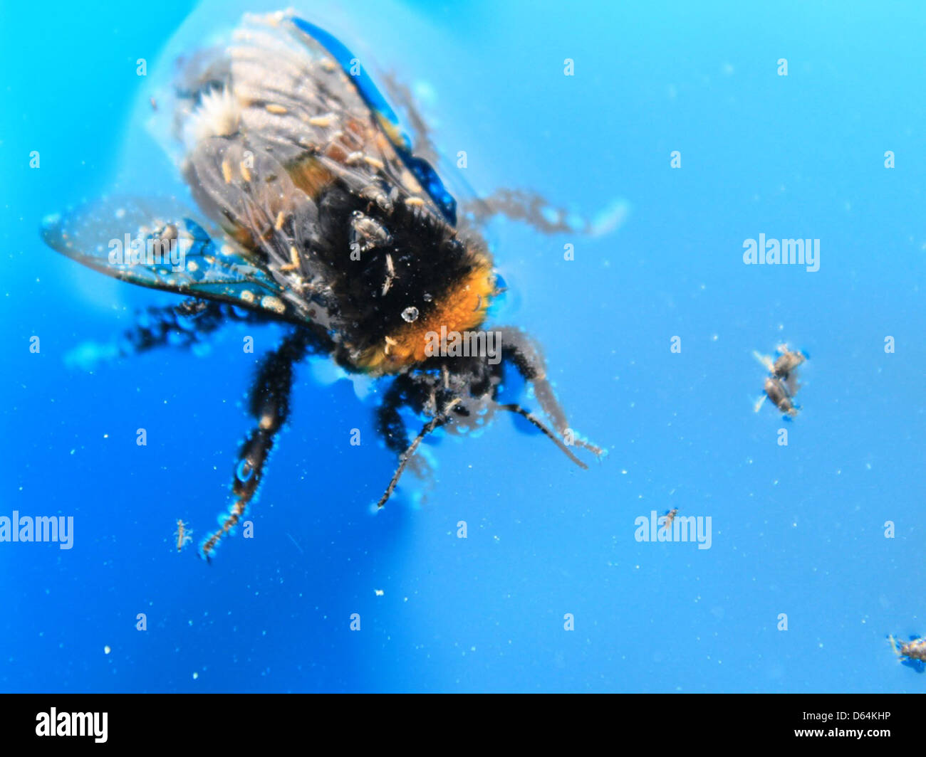 A bumblebee is captured in water, demonstrating the natural behavior of ...