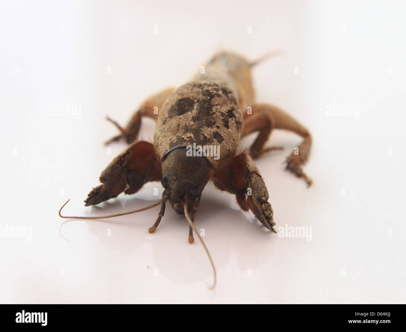 Gryllotalpa gryllotalpa, commonly known as the mole cricket, is an ...