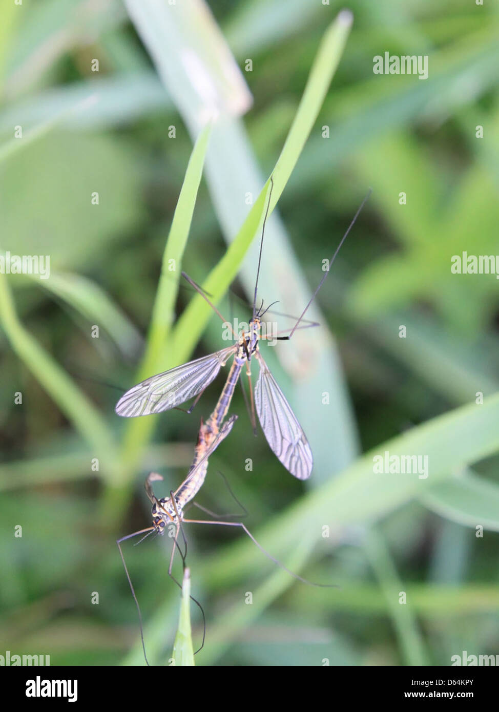The image captures the mating rituals of mosquitoes, showcasing the ...