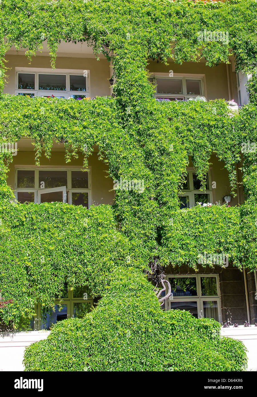 Windows covered with ivy Stock Photo - Alamy