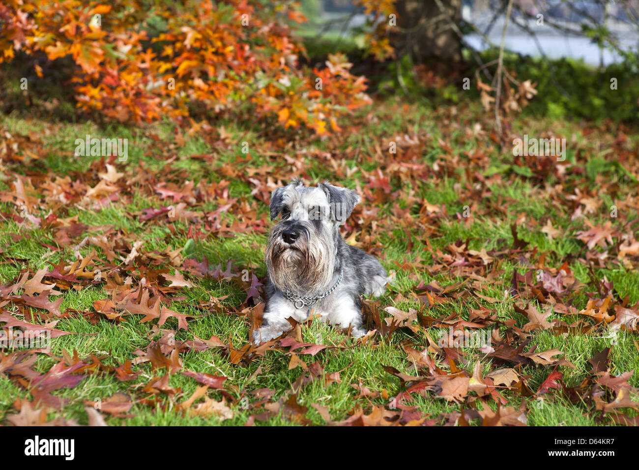 cute miniature schnauzer in autumn Stock Photo - Alamy