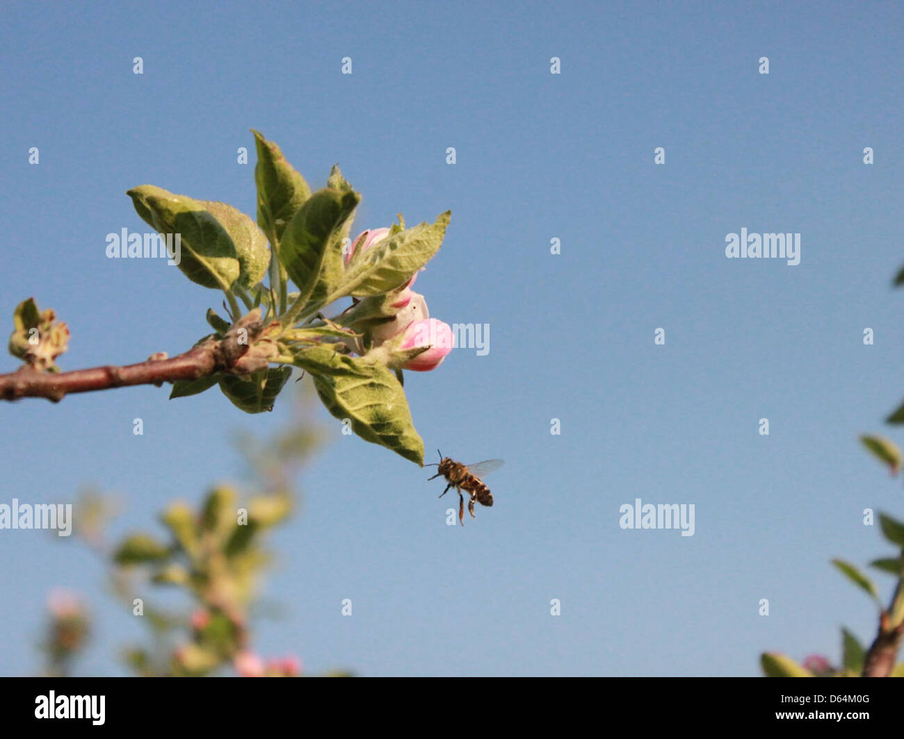 Pollination plant apple hi-res stock photography and images - Alamy