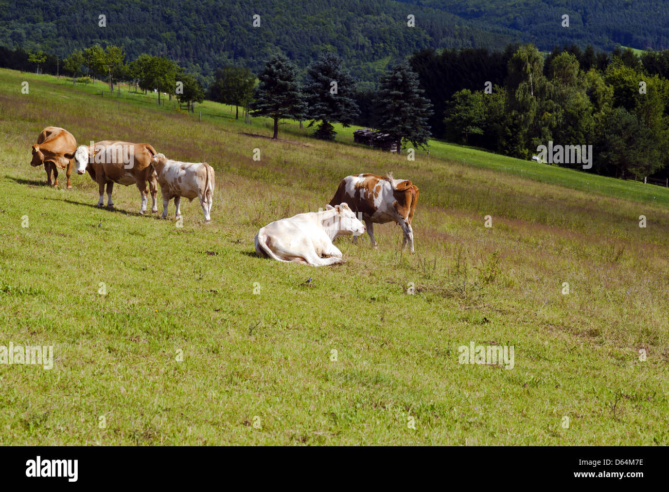 few alpine cows on pasture Stock Photo - Alamy