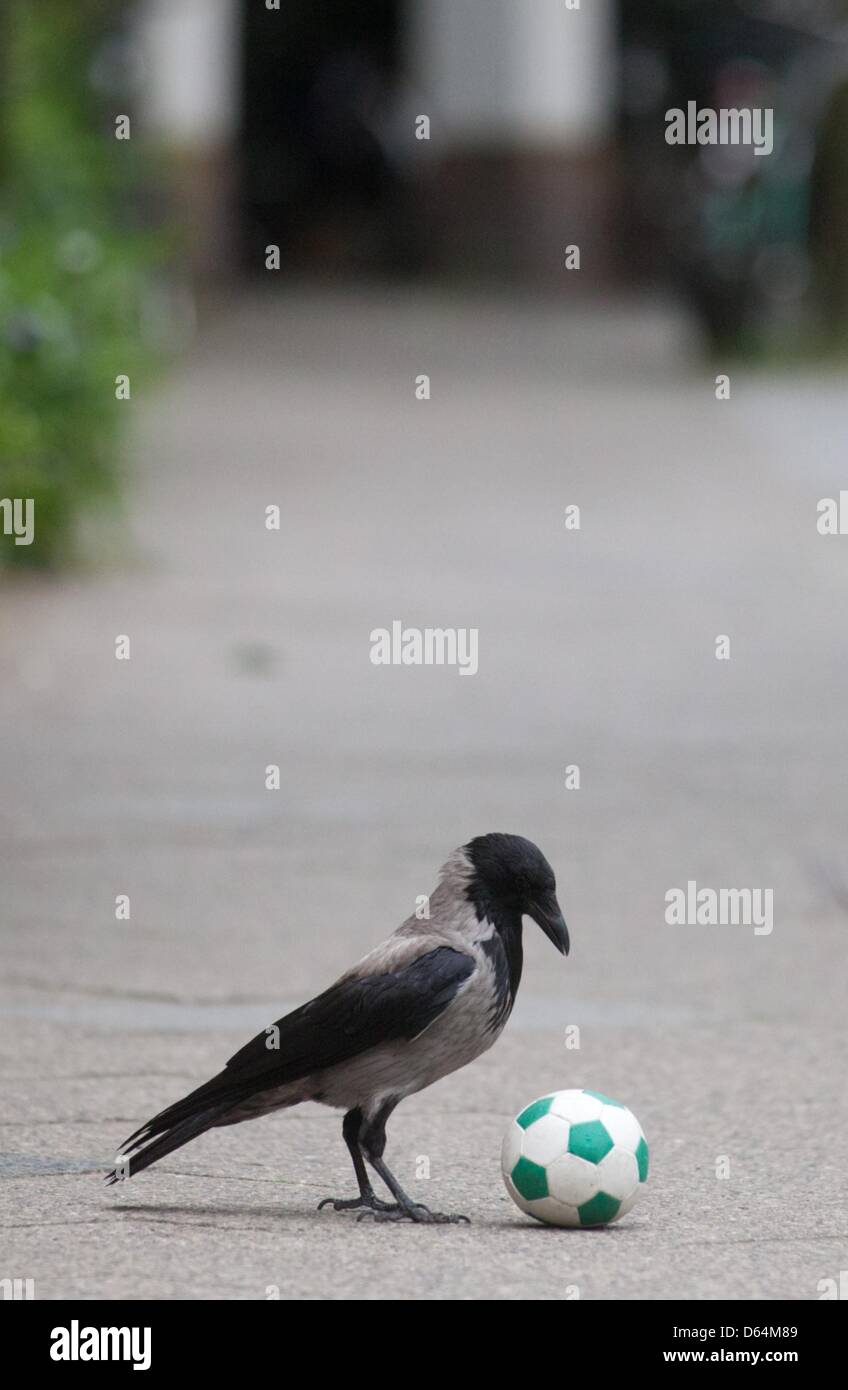One week before the start of the FIFA Euro 2012, a crow is busy playing ...