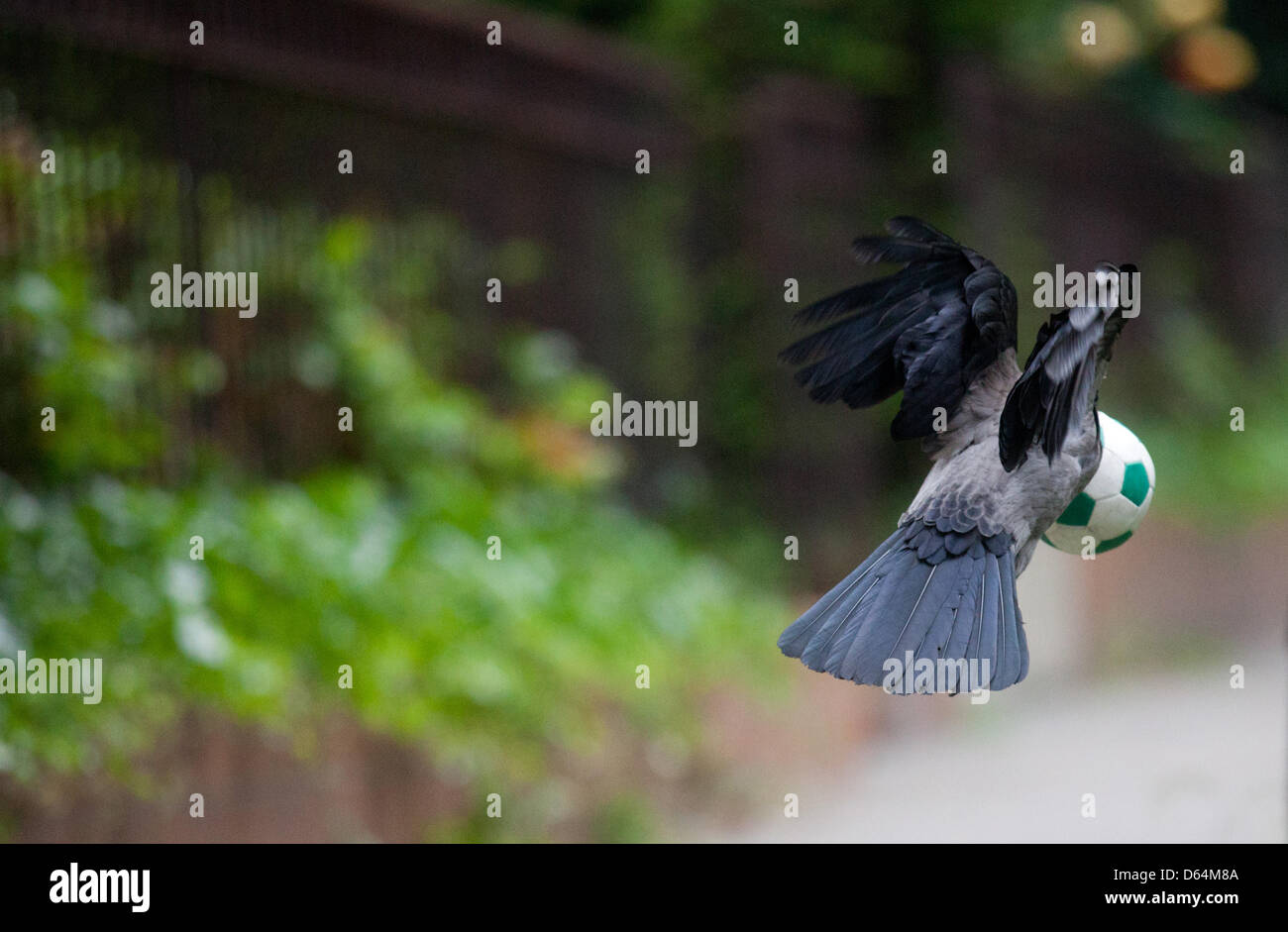 One week before the start of the FIFA Euro 2012, a crow is busy playing ...