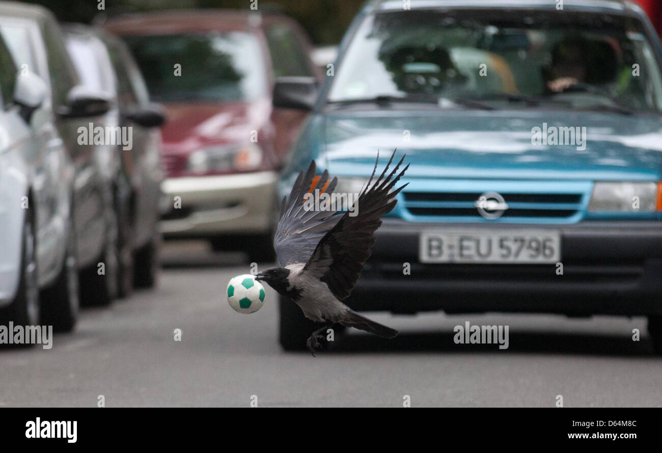 One week before the start of the FIFA Euro 2012, a crow is busy playing ...