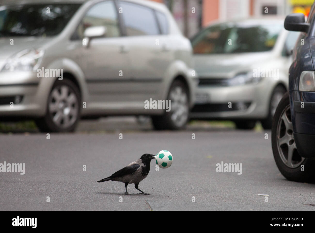 One week before the start of the FIFA Euro 2012, a crow is busy playing ...