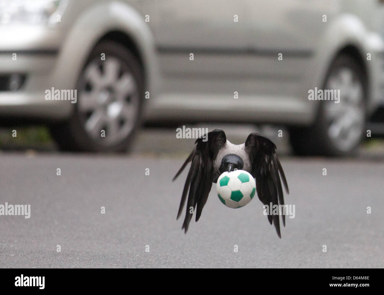 One week before the start of the FIFA Euro 2012, a crow is busy playing ...