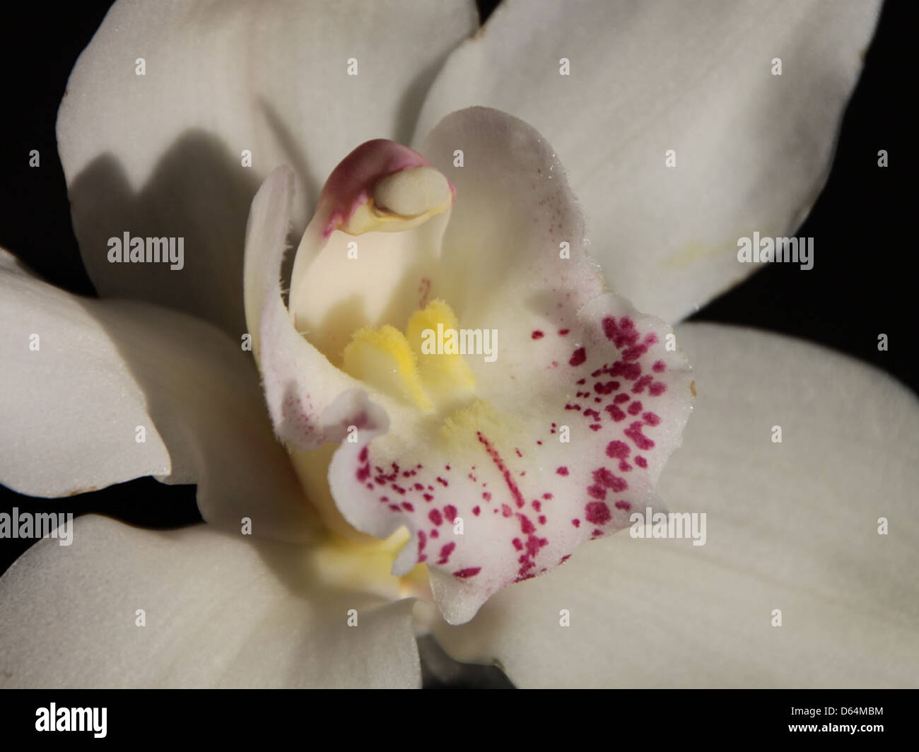 Orchids delicate structure hi-res stock photography and images - Alamy