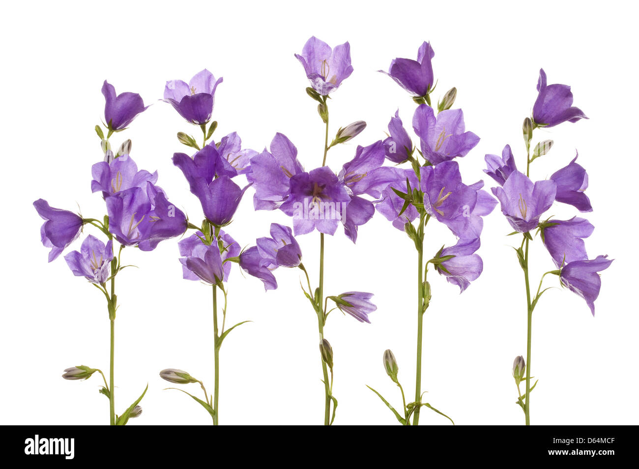 Sample flowers hi-res stock photography and images - Alamy