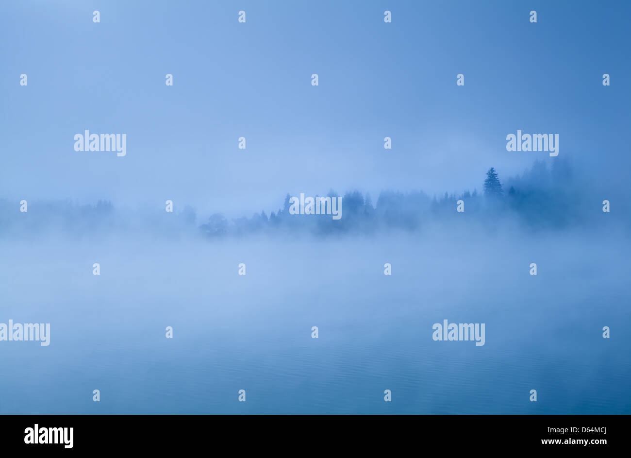 alpine coniferous forest in morning fog Stock Photo - Alamy
