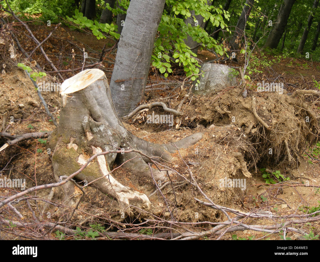 A beech tree stump left behind after tree clearing, surrounded by ...