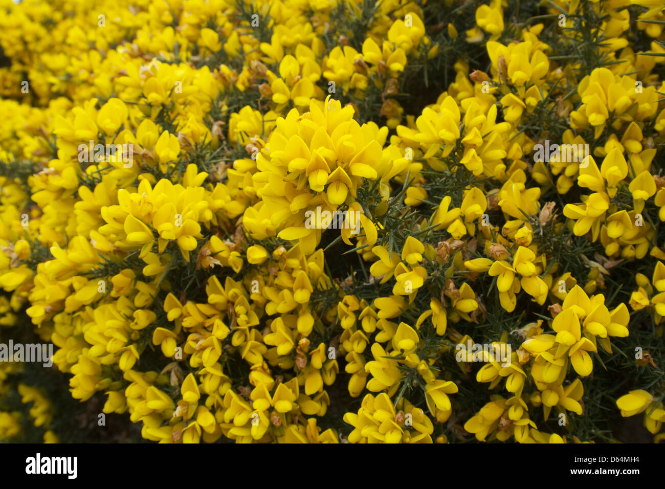 Gorse (Ulex europaeus) on New Zealand hillside Stock Photo - Alamy