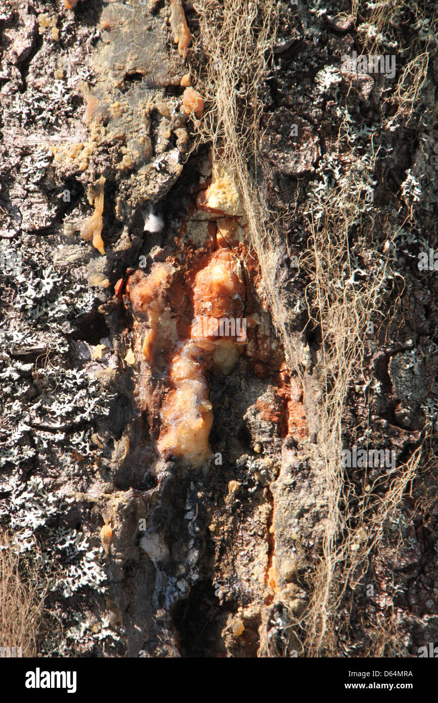 Harvesting resin from tree hi-res stock photography and images - Alamy